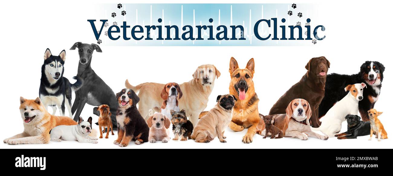 Collage with different cute pets and text Veterinarian Clinic on white ...