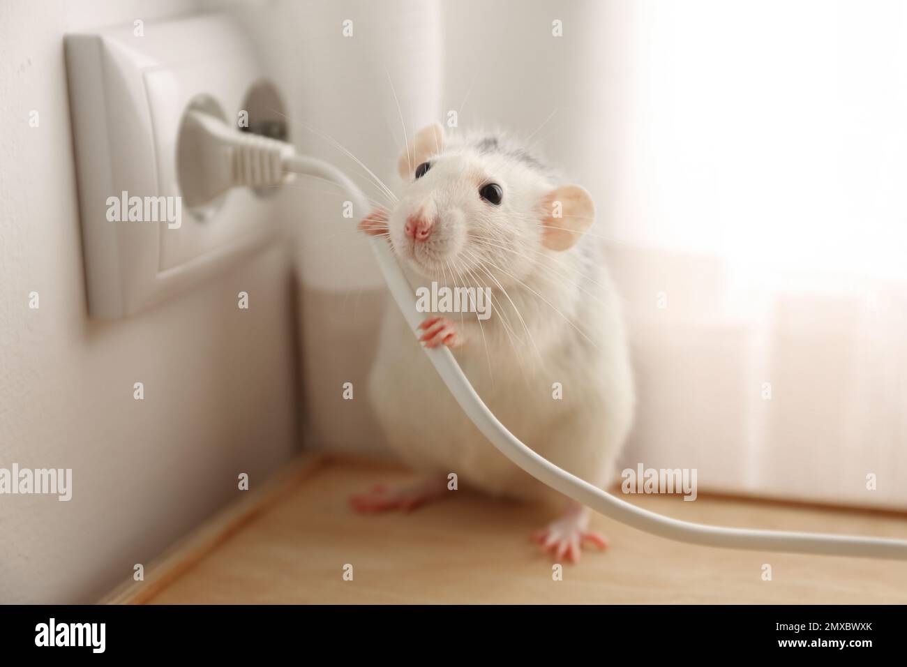 Rat near power socket indoors. Pest control Stock Photo - Alamy