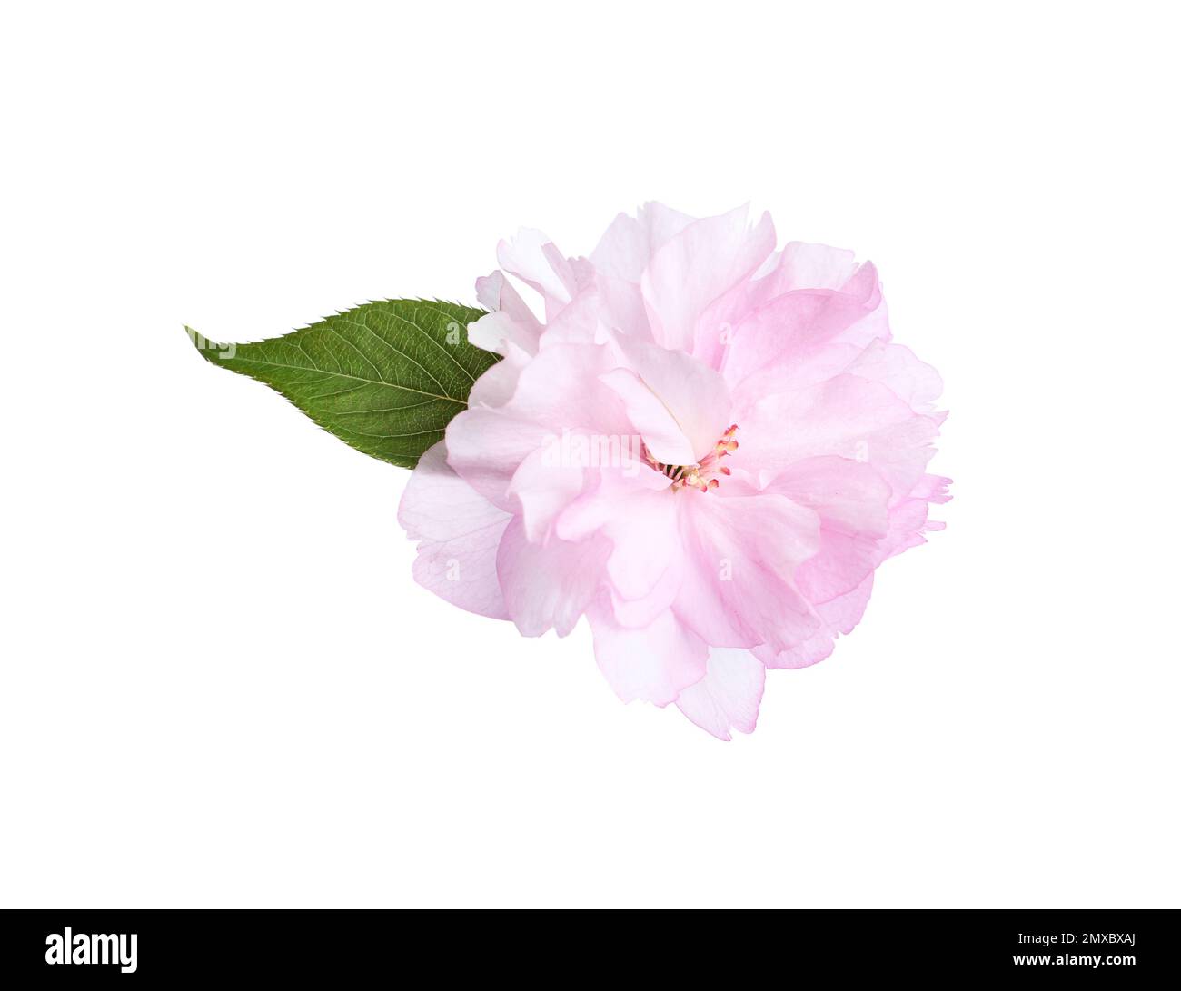 Sakura park Cut Out Stock Images & Pictures - Alamy