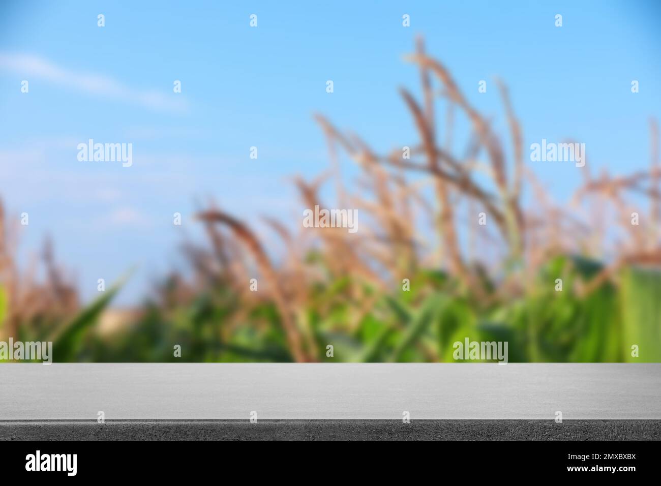 Beautiful corn field design hi-res stock photography and images - Alamy