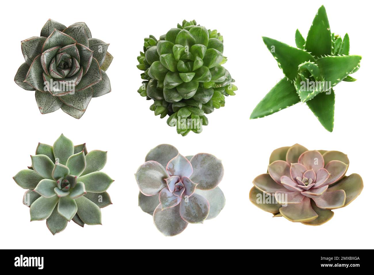 Beauty of succulents Cut Out Stock Images & Pictures - Alamy
