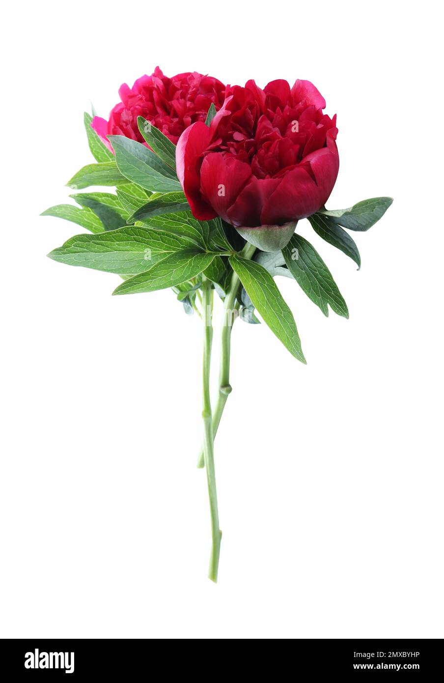 Beautiful red peonies with leaves isolated on white Stock Photo - Alamy