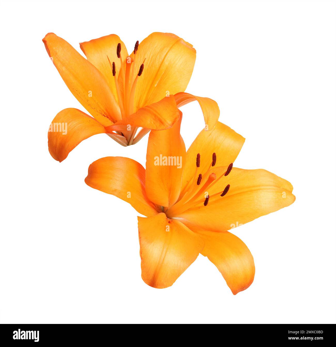 Beautiful blooming orange lily flowers isolated on white Stock Photo ...