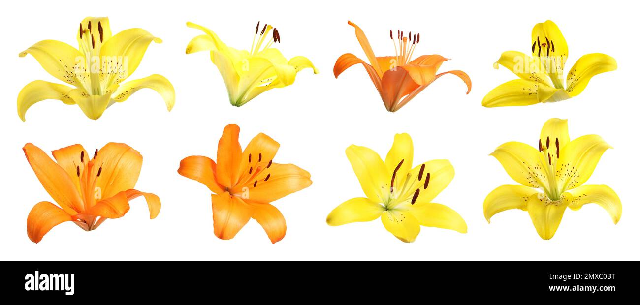 Set of beautiful blooming lilies on white background. Banner design ...