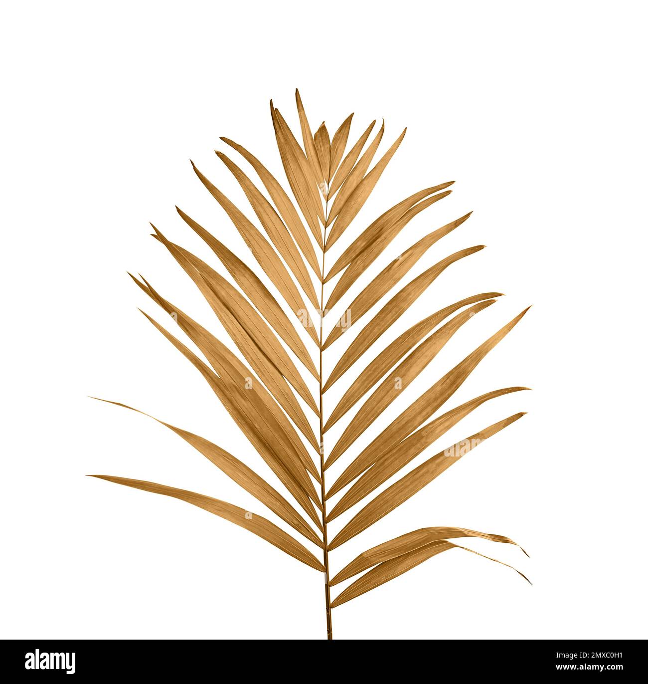 Beautiful golden tropical leaf on white background Stock Photo - Alamy
