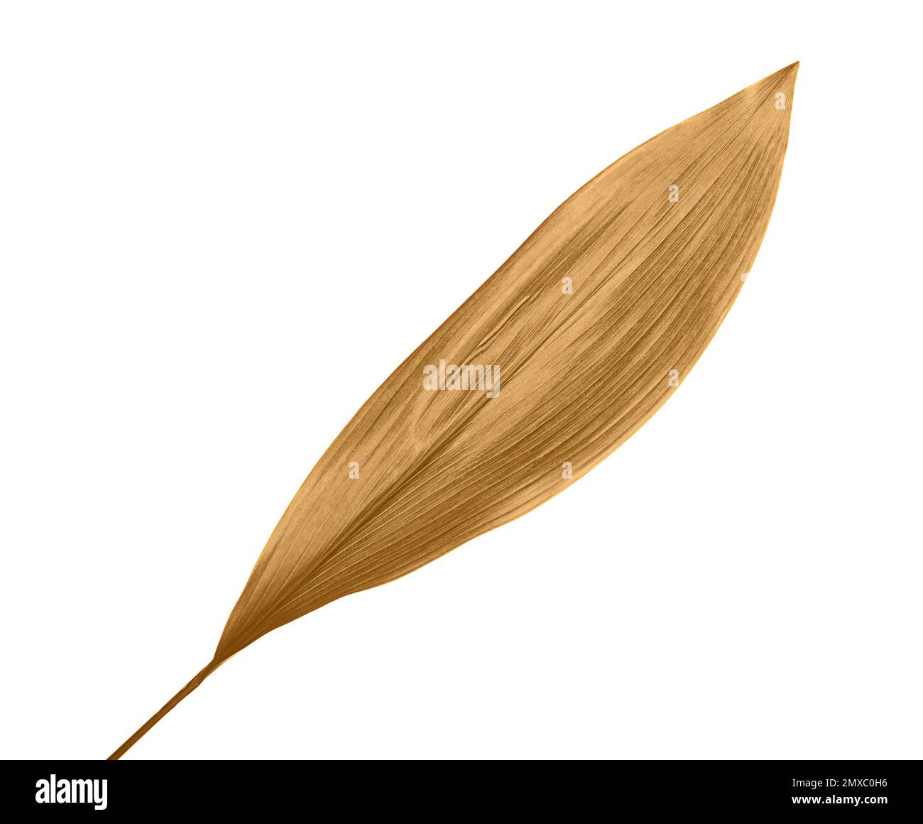 Golden tropical leaf hi-res stock photography and images - Alamy
