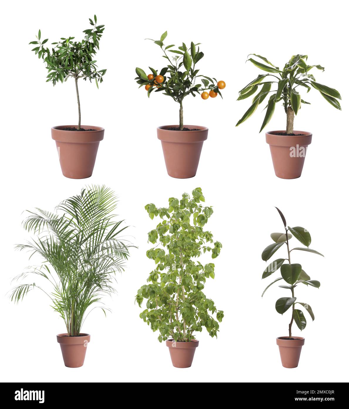 Set of different houseplants in flower pots on white background Stock ...