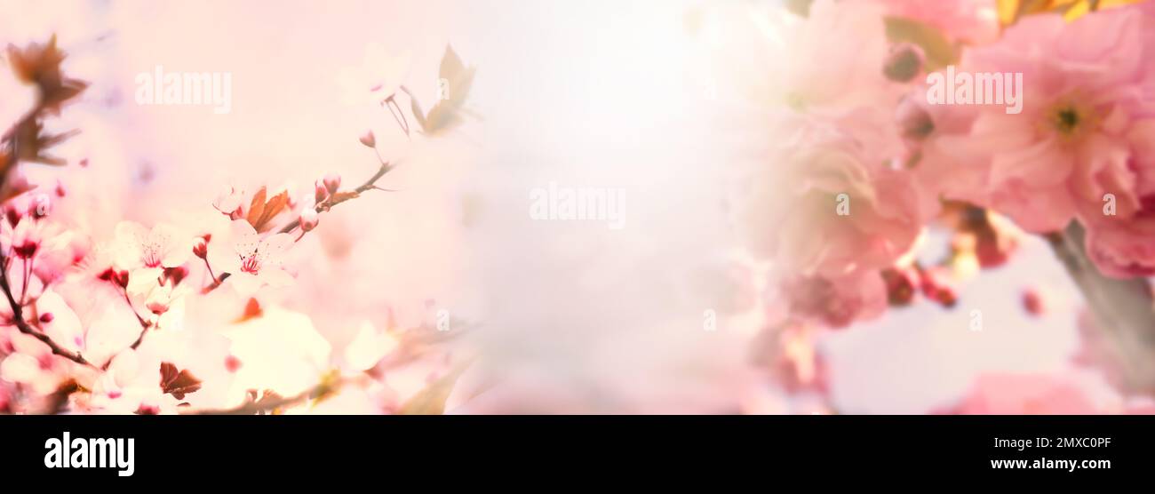 Branches of blossoming sakura tree, banner design. Springtime Stock ...