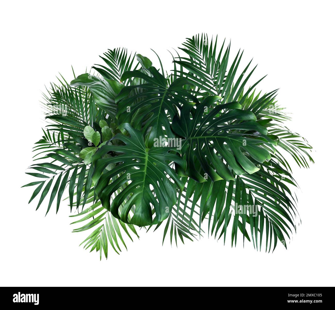 Different fresh tropical leaves on white background Stock Photo - Alamy Different fresh tropical leaves on white background Stock Photo - Alamy