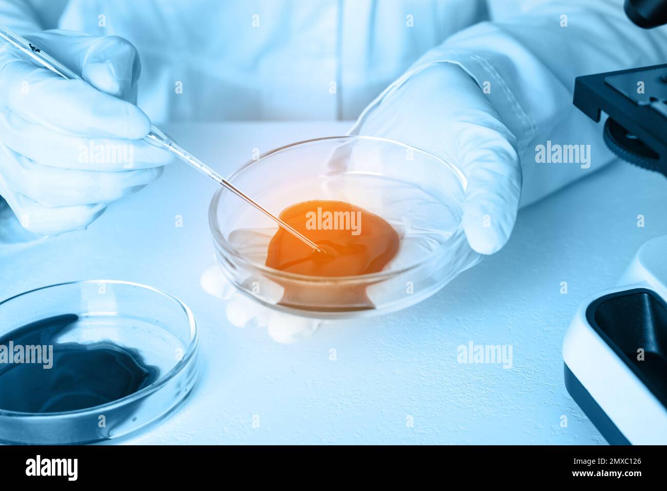 Scientist taking blood sample from Petri dish with pipette, closeup ...