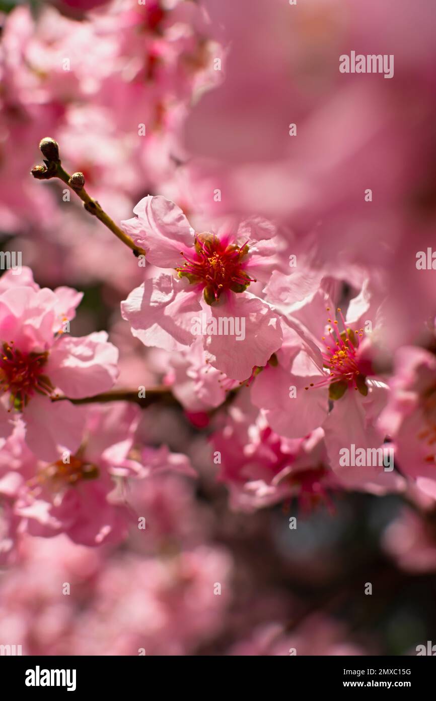 Almonds bloom in the spring garden. Beautiful bright pale pink ...