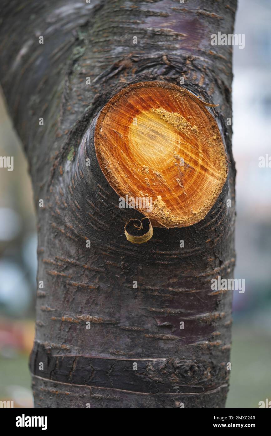 Remove old trees hi-res stock photography and images - Alamy