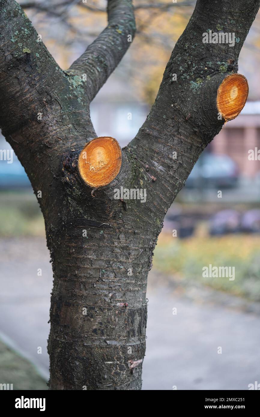 cut off dry branches on trees, a fresh mark on the trunk Stock Photo ...