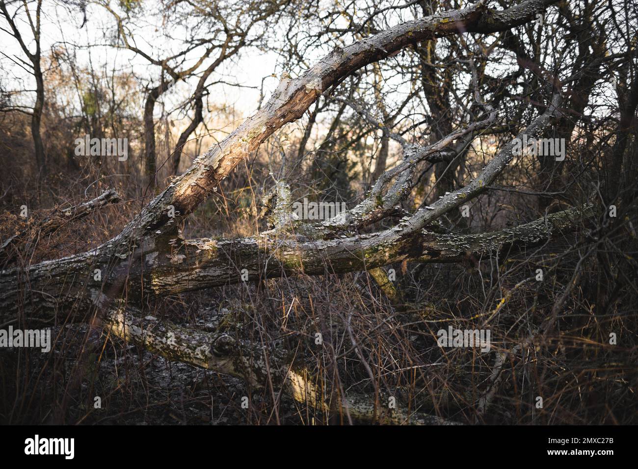 Big dry hi-res stock photography and images - Alamy