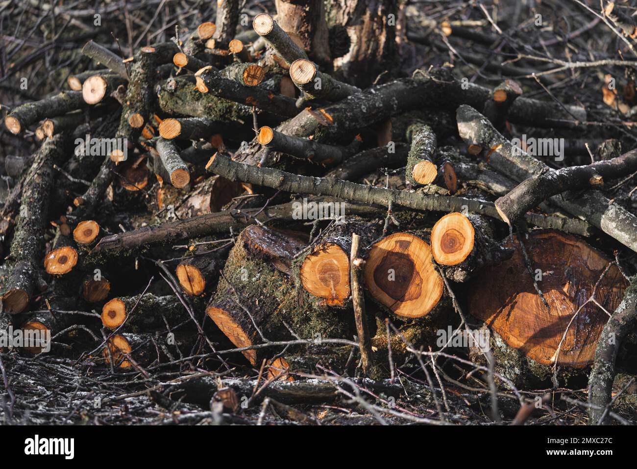 many cut trees in the forest for firewood Stock Photo - Alamy