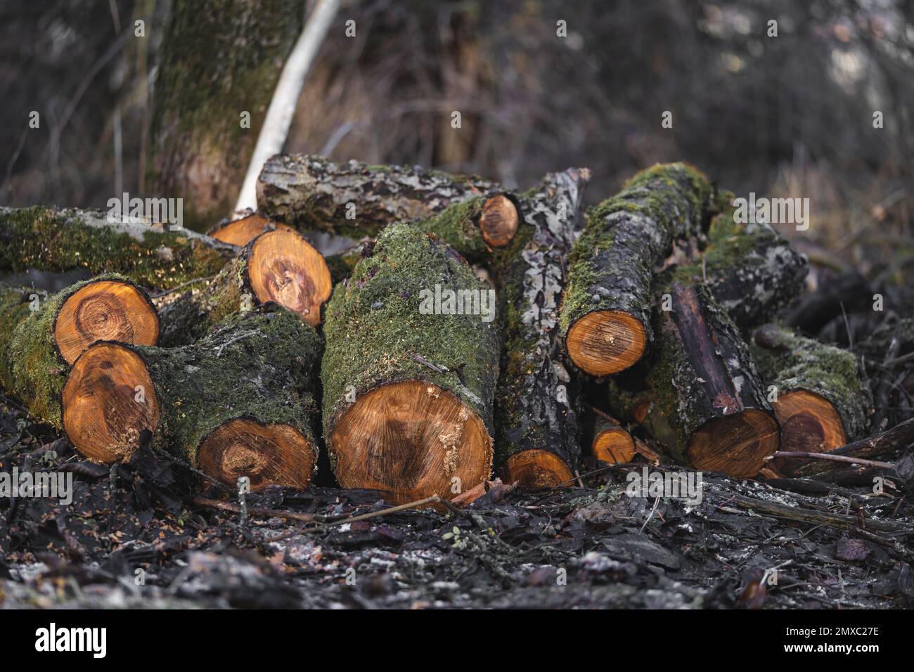 many cut trees in the forest for firewood Stock Photo - Alamy