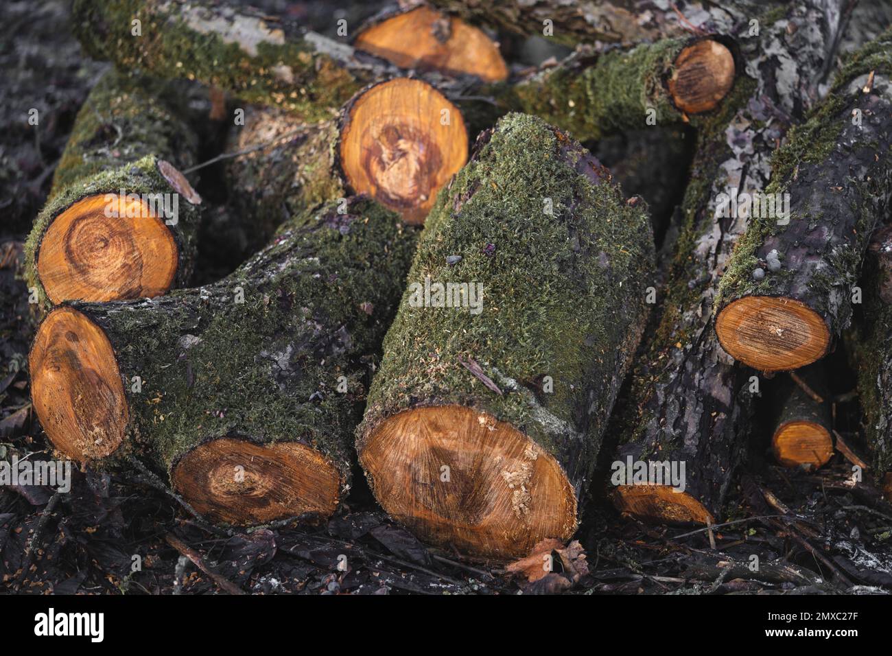 many cut trees in the forest for firewood Stock Photo - Alamy