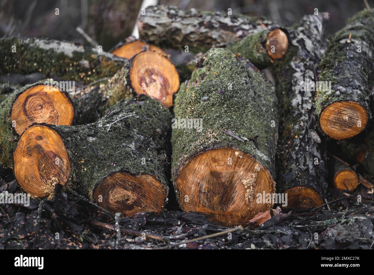 many cut trees in the forest for firewood Stock Photo - Alamy