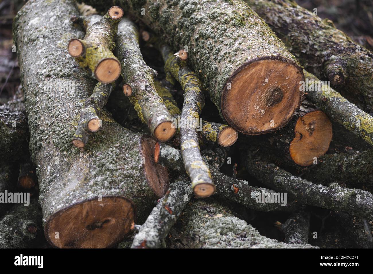 Many cut trees in hi-res stock photography and images - Alamy