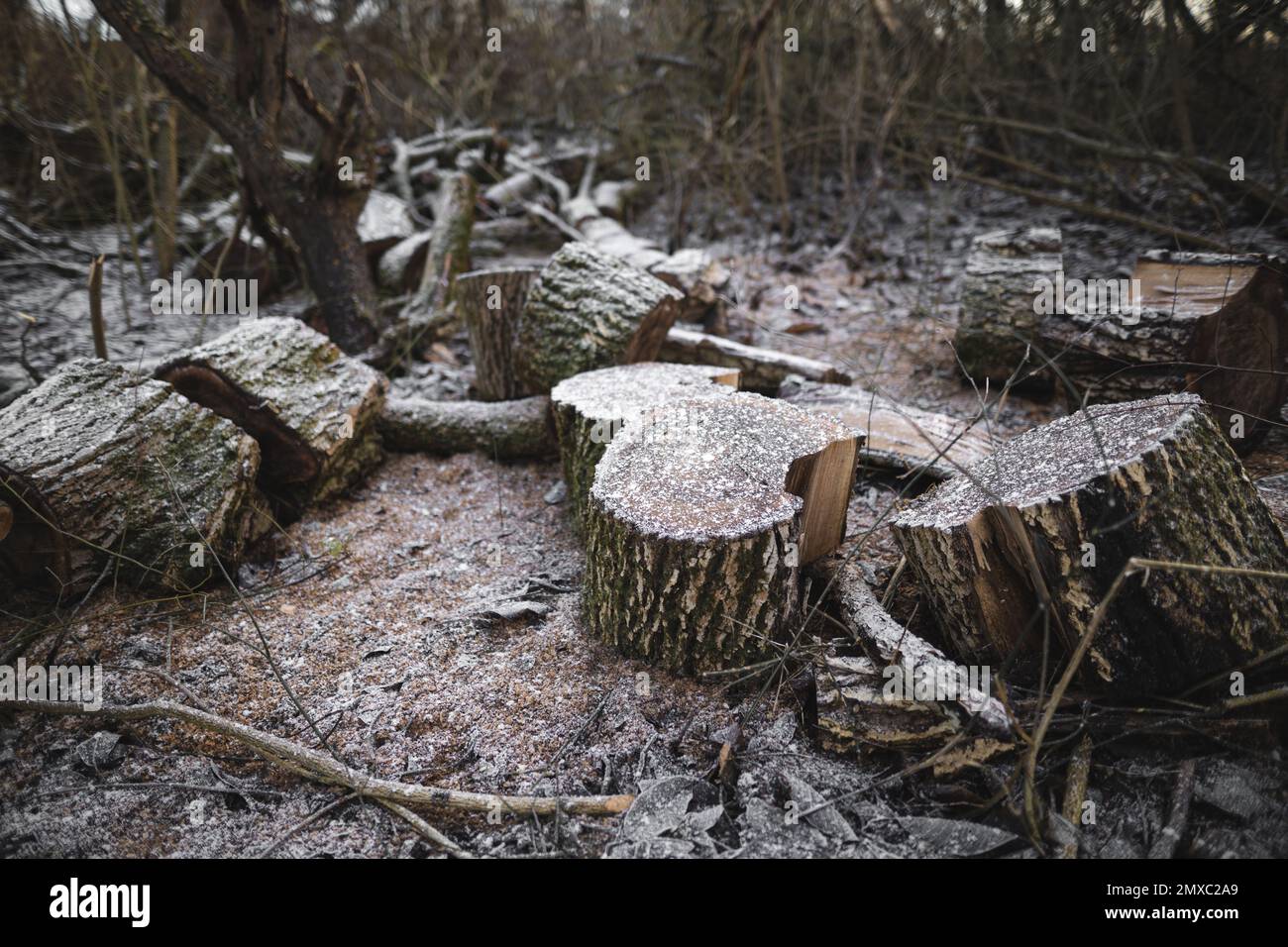 many cut trees in the forest for firewood Stock Photo - Alamy