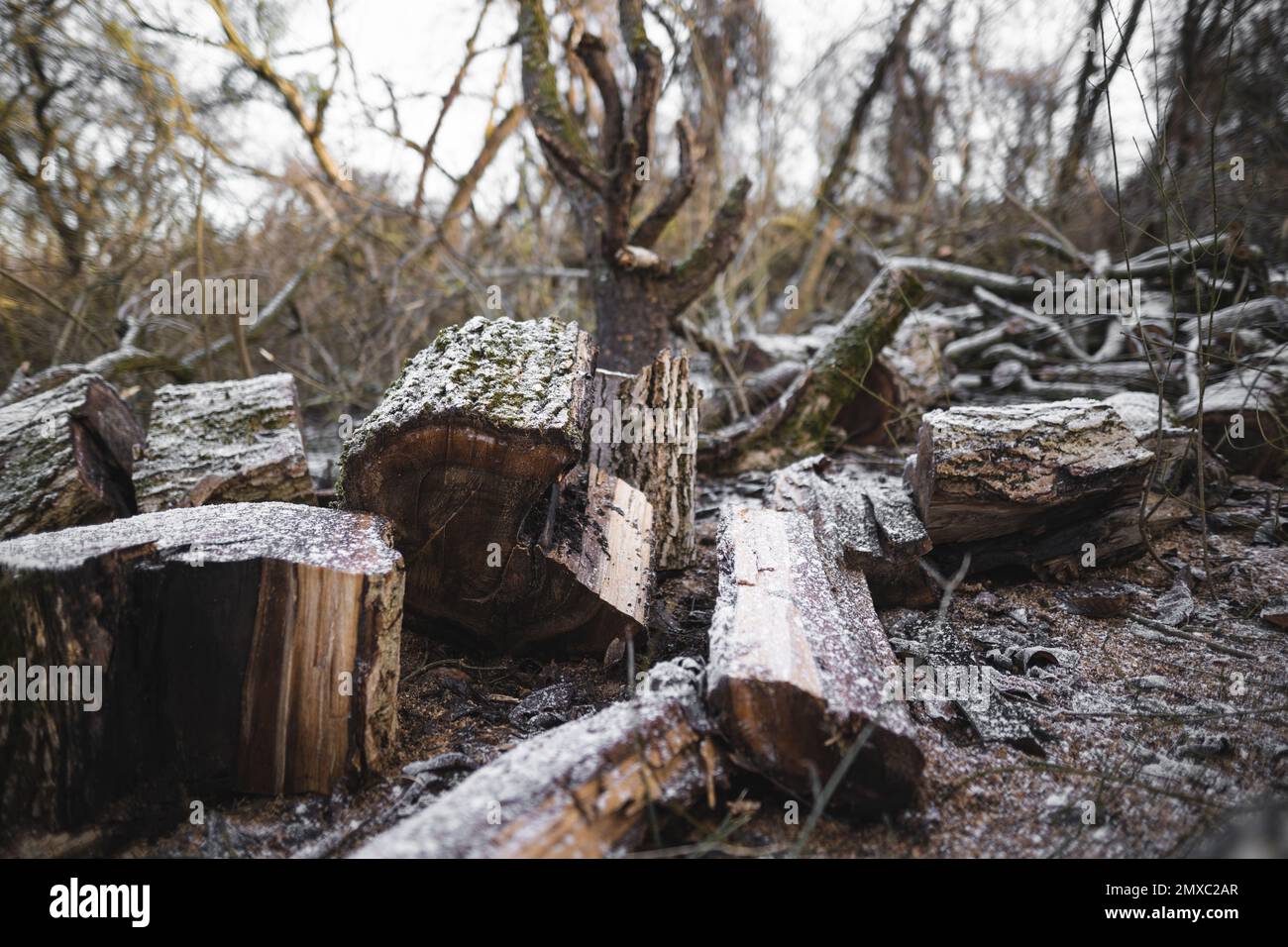 Many cut trees in hi-res stock photography and images - Alamy