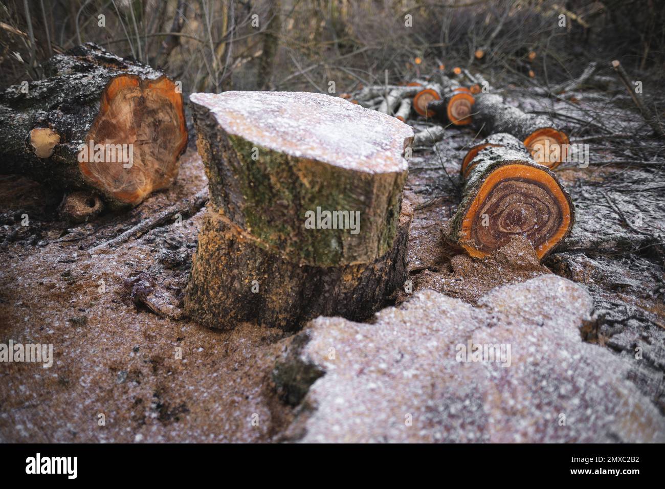 Many cut trees in hi-res stock photography and images - Alamy