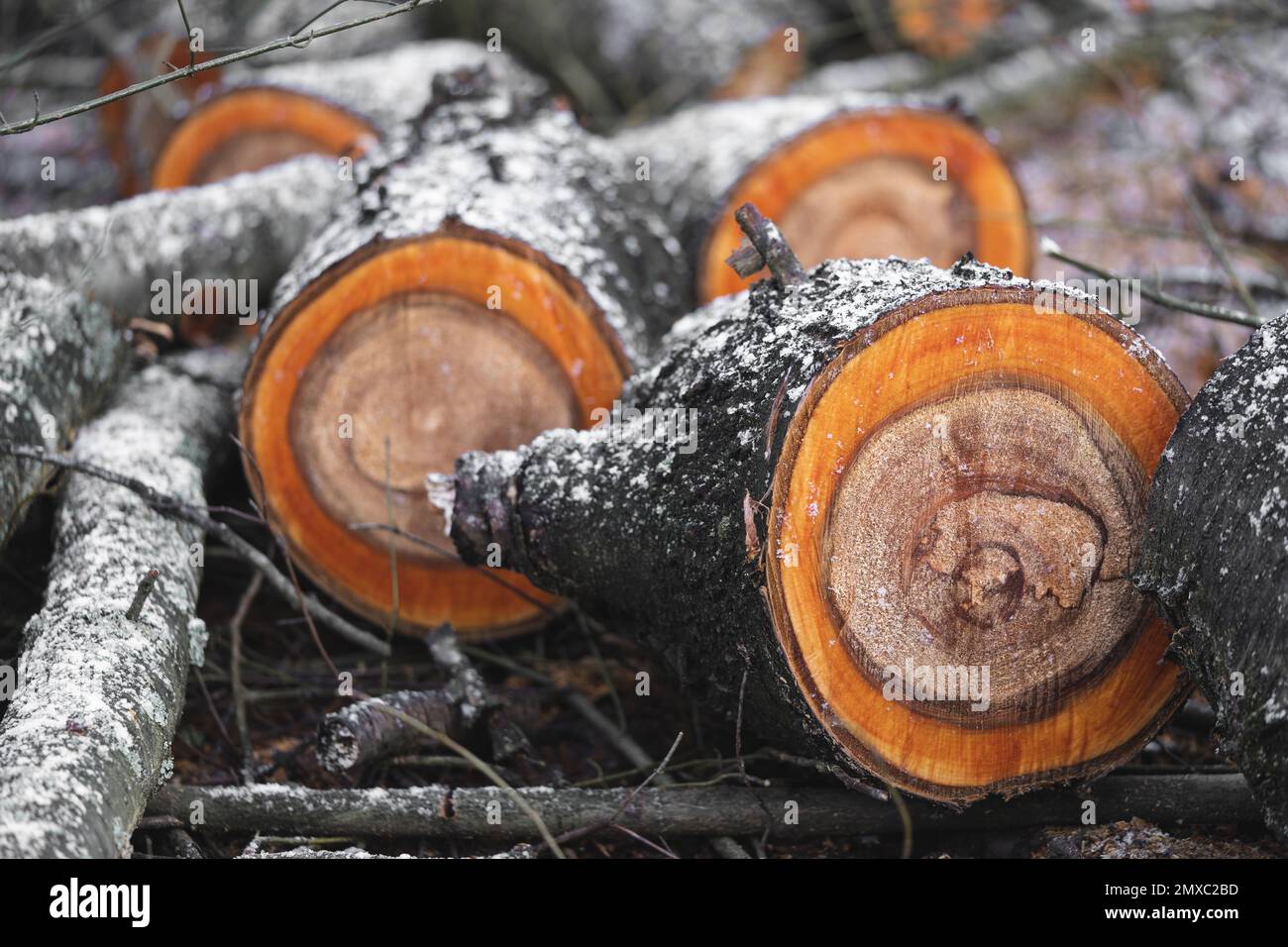 many cut trees in the forest for firewood Stock Photo - Alamy
