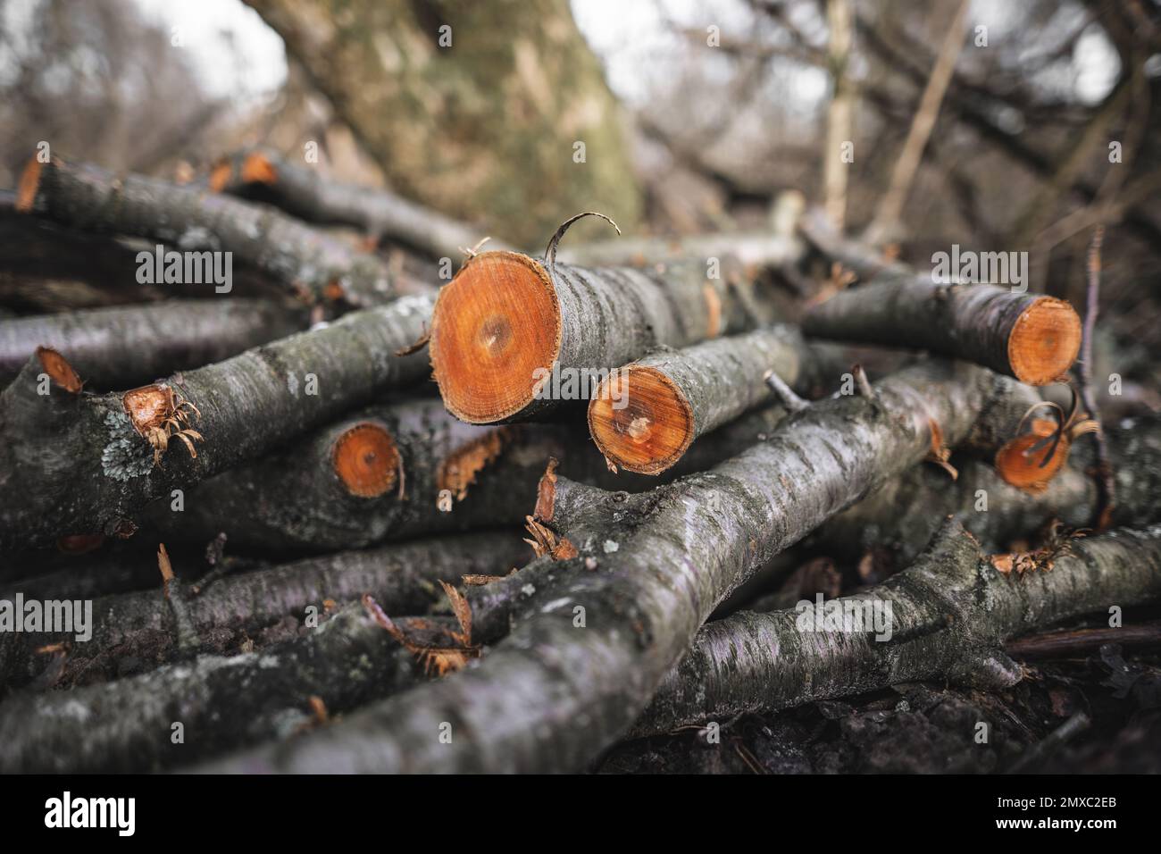 many cut trees in the forest for firewood Stock Photo - Alamy