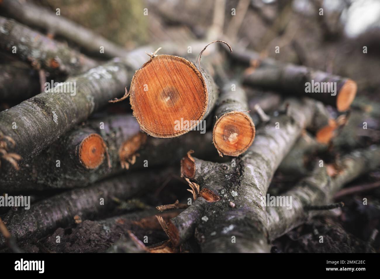 many cut trees in the forest for firewood Stock Photo - Alamy