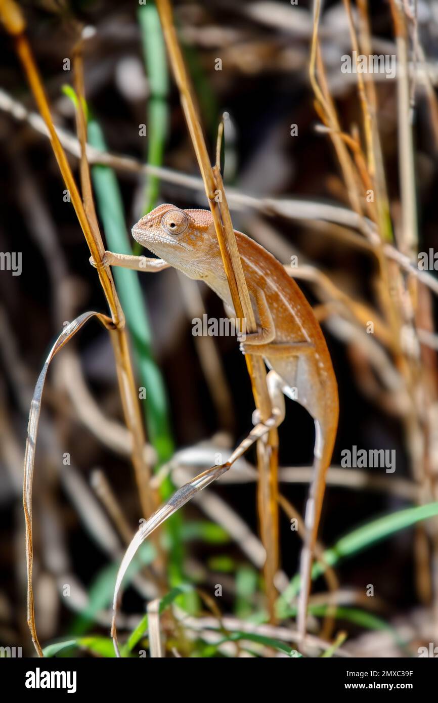 Southern Carpet Chameleon (Furcifer major) endemic chameleon in Isalo ...