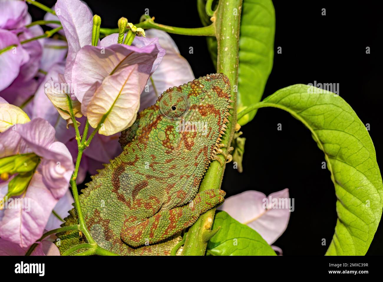 Malagasy giant chameleon or Oustalet's chameleon (Furcifer oustaleti ...