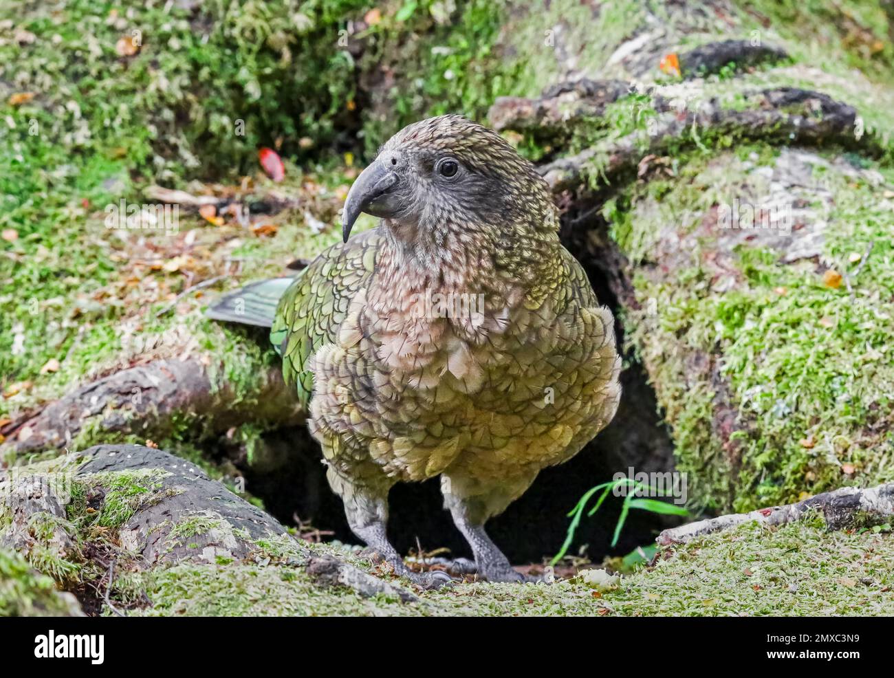 Portrait kaka animal bird hi-res stock photography and images - Alamy