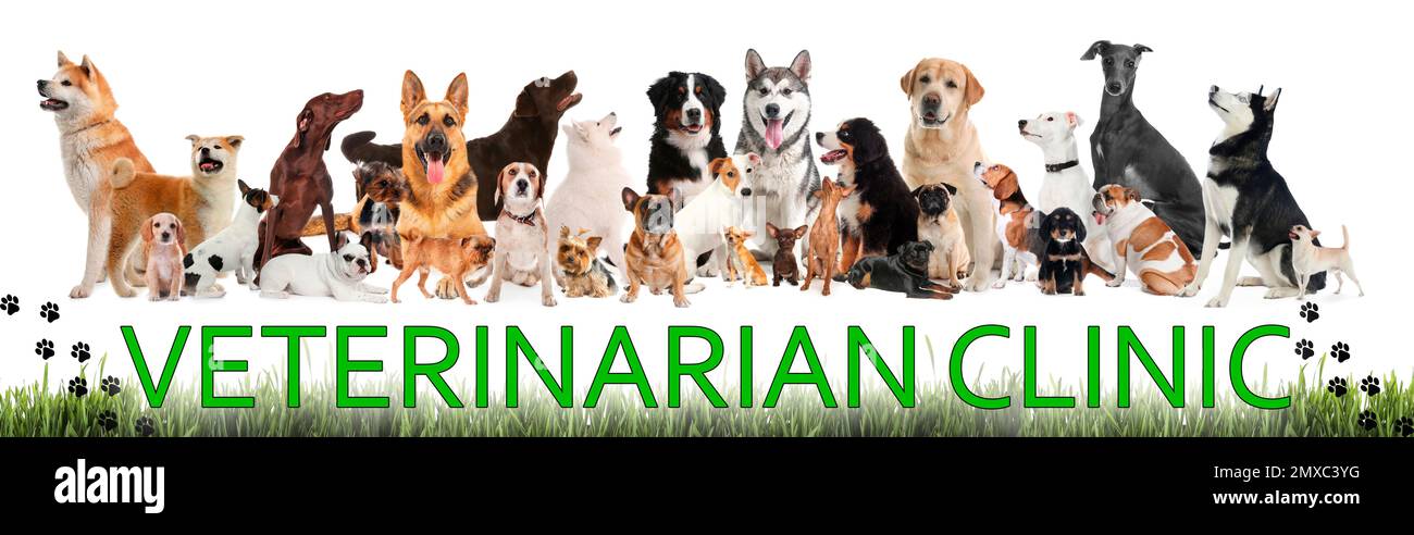 Collage with different dogs and text VETERINARIAN CLINIC on white ...