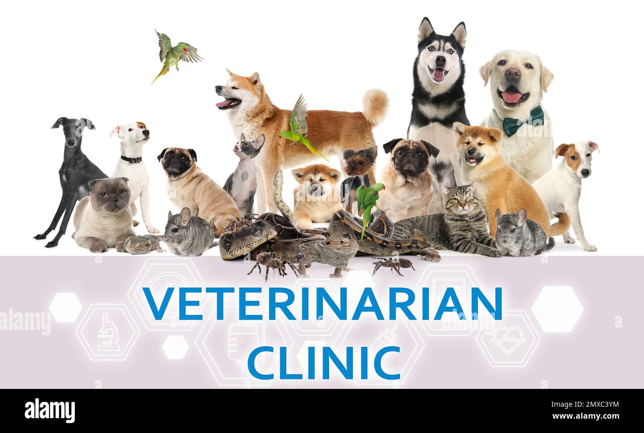 Group of different cute pets and text VETERINARIAN CLINIC on white ...