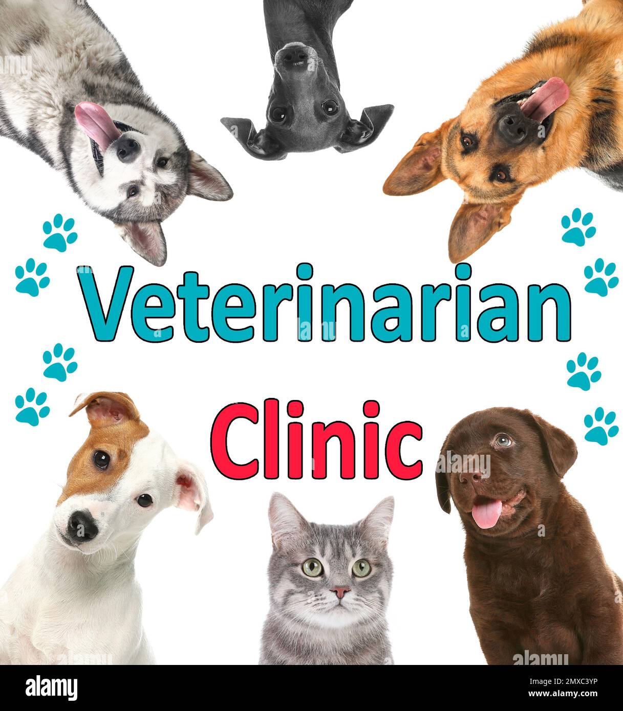 Different Types Of Pets