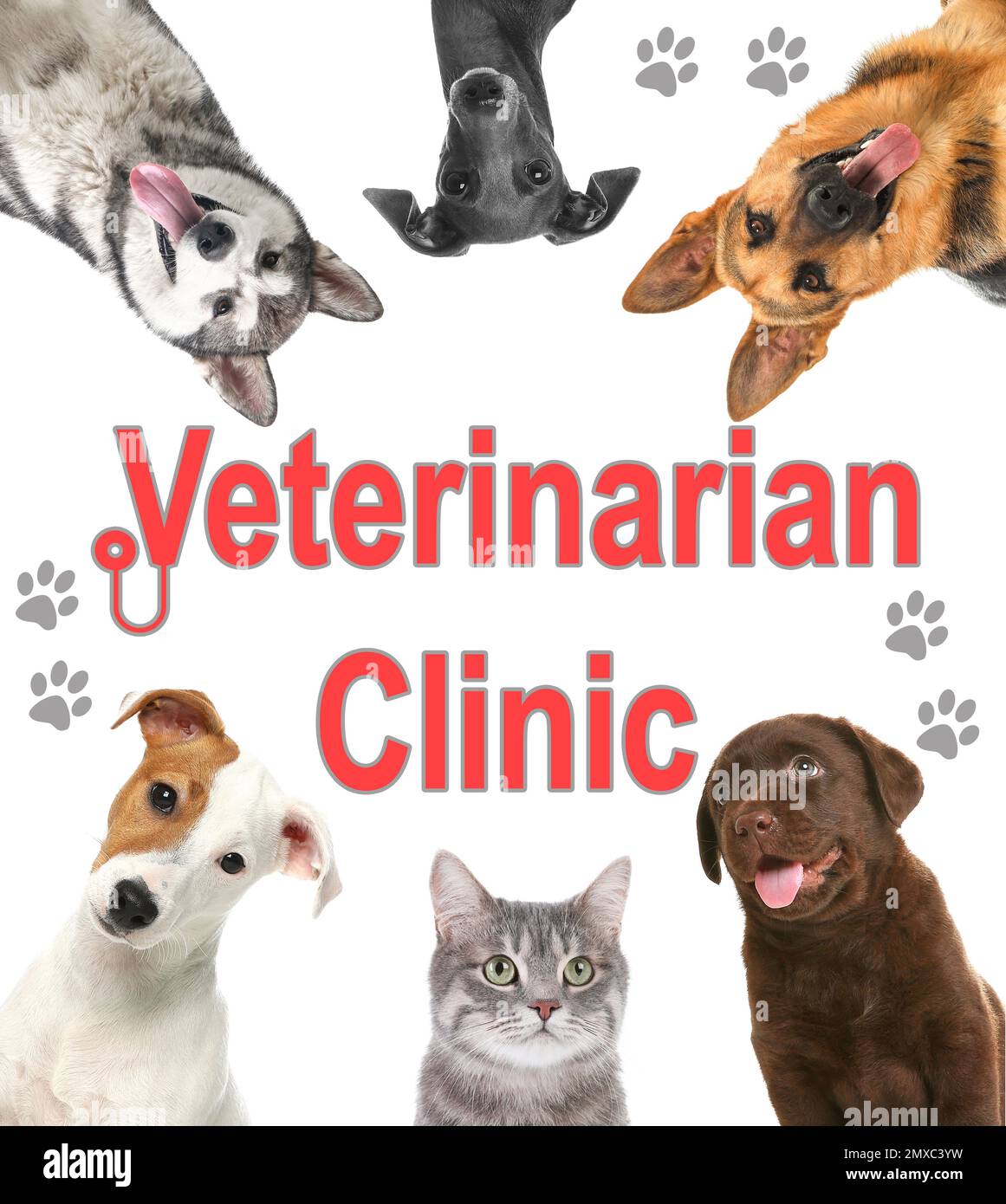 Collage with different cute pets and text Veterinarian Clinic on white ...