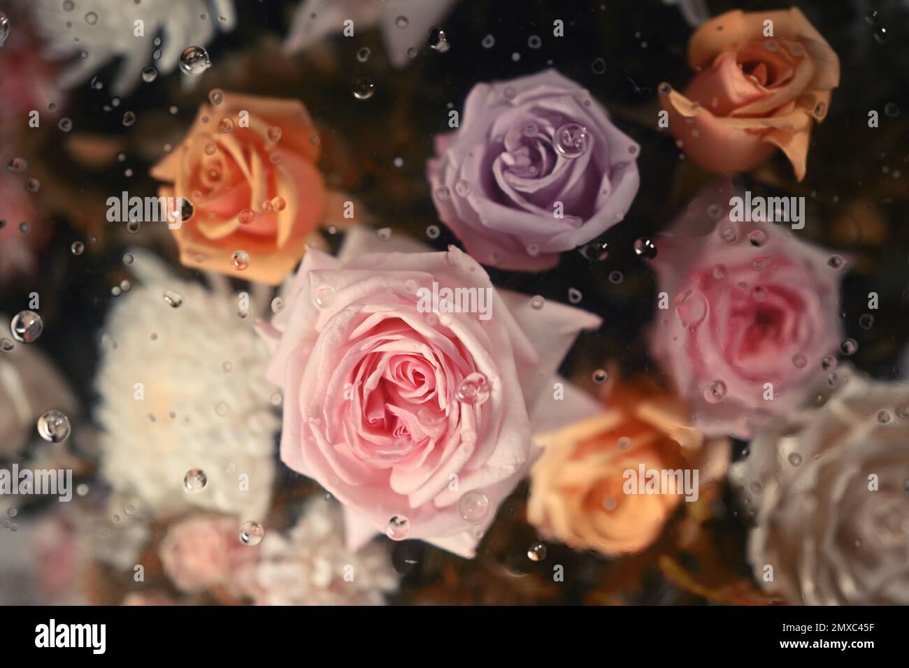 Paper rose under glass hi-res stock photography and images - Alamy