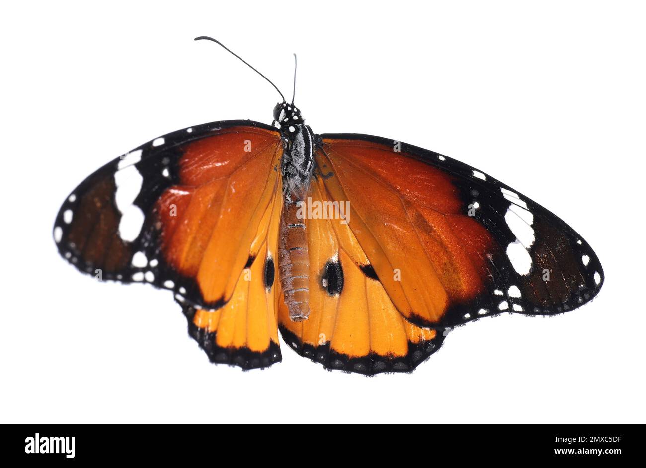 Beautiful painted lady hi-res stock photography and images - Alamy