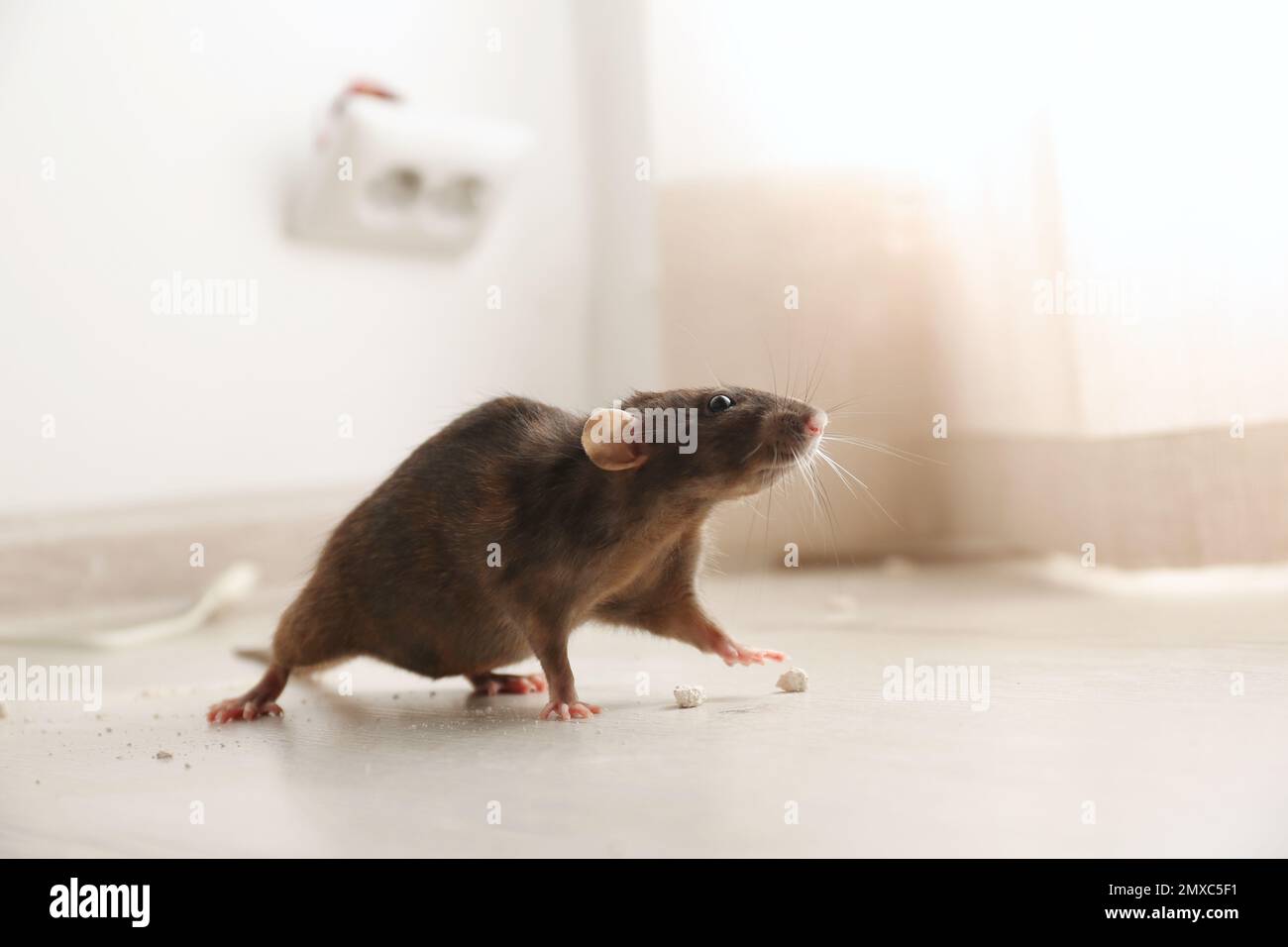 Brown rat on floor indoors. Pest control Stock Photo - Alamy