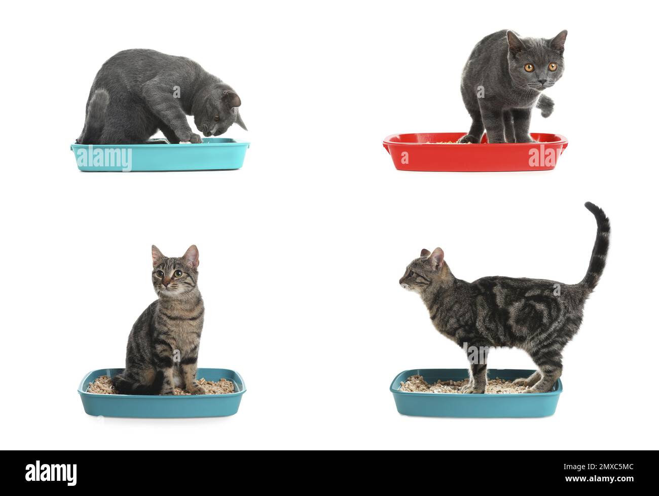 Collage of beautiful cats on white background. Lovely pet Stock Photo ...