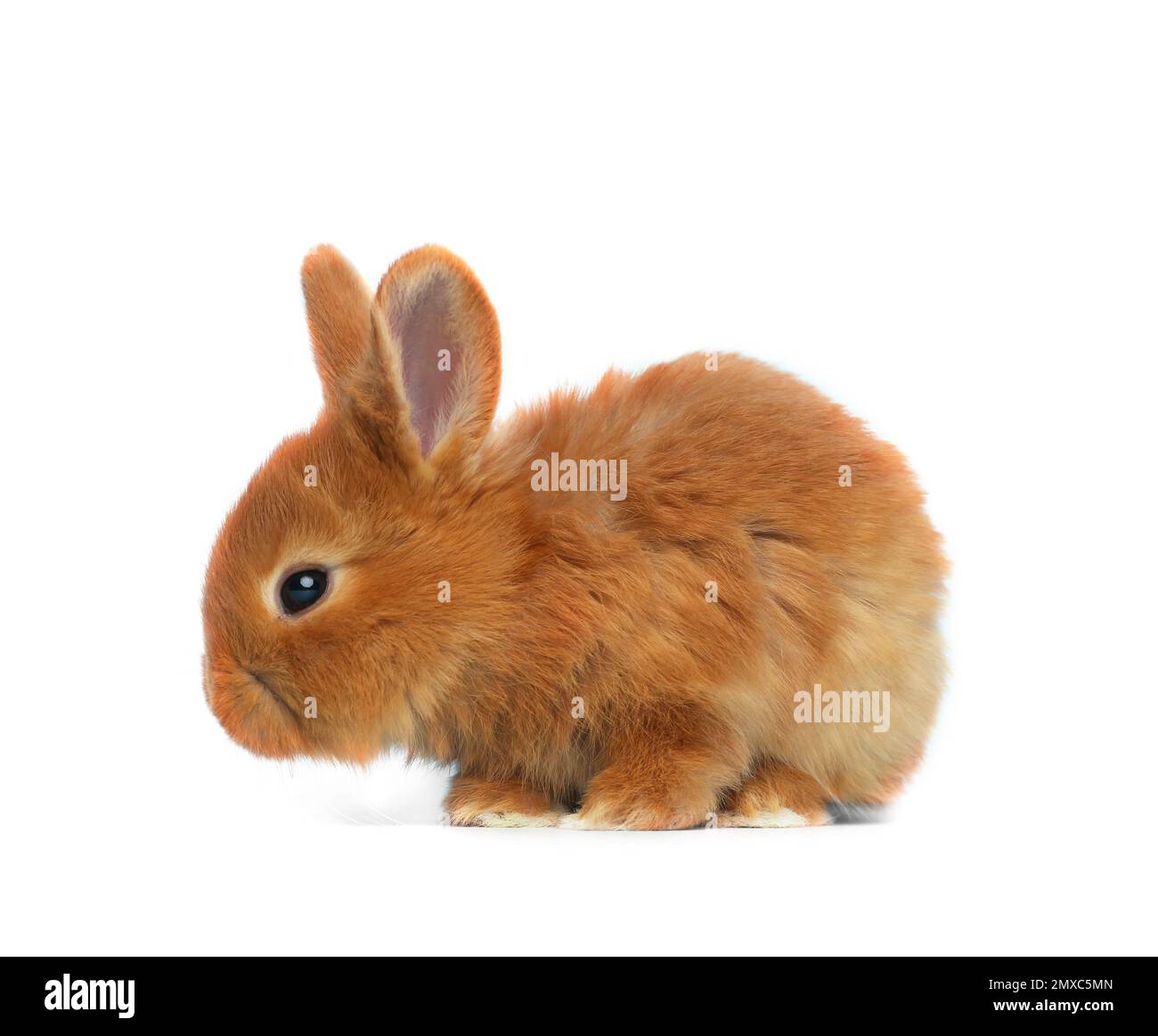 Adorable fluffy Easter bunny on white background Stock Photo - Alamy