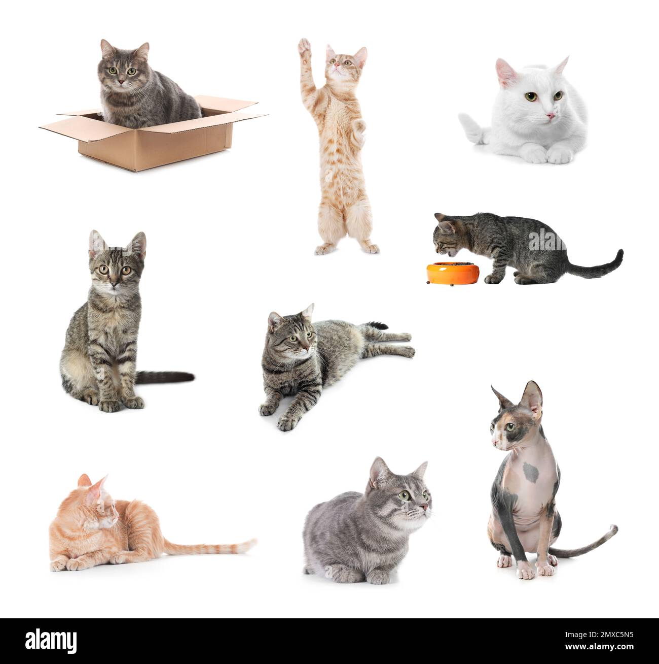 Collage of beautiful cats on white background. Lovely pet Stock Photo ...