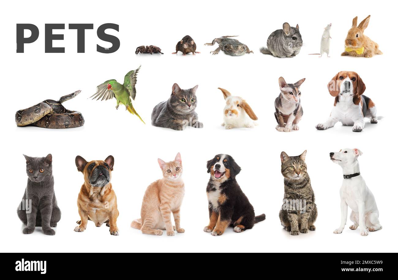 Set of different pets on white background Stock Photo - Alamy