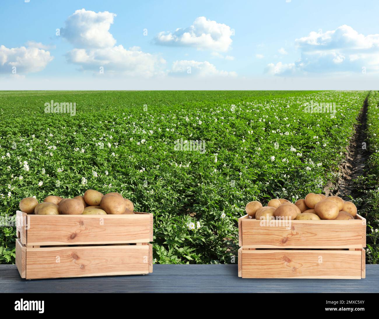 Wooden potato crates hi-res stock photography and images - Alamy