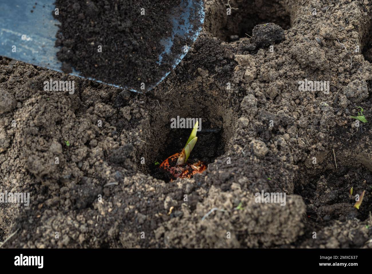 Gladiolus bulb with sprouts are planted in prepared soil Stock Photo ...