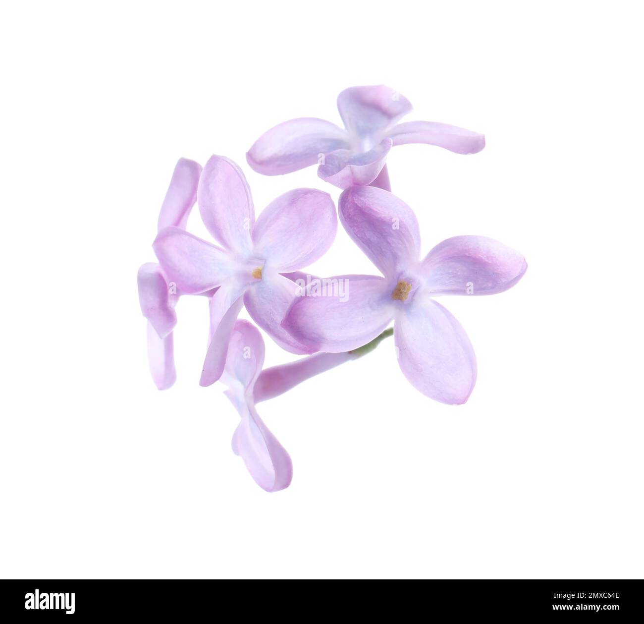 Beautiful violet lilac blossom isolated on white Stock Photo - Alamy