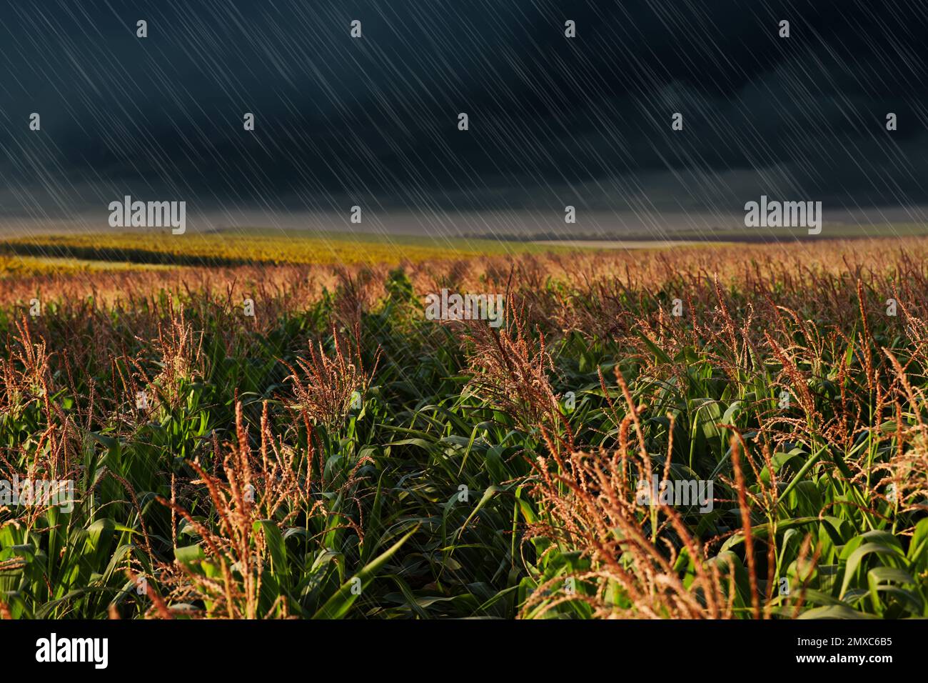 Heavy rain over corn field on grey day Stock Photo - Alamy