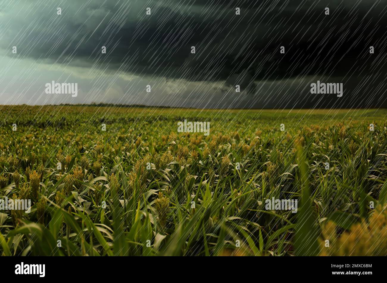 Heavy rain over green corn plants in field on grey day Stock Photo - Alamy