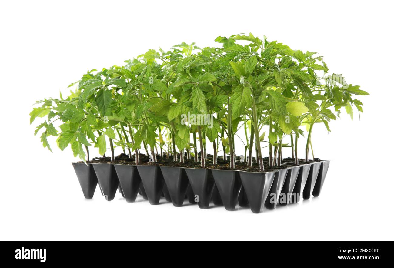 Green tomato plants in seedling tray isolated on white Stock Photo - Alamy