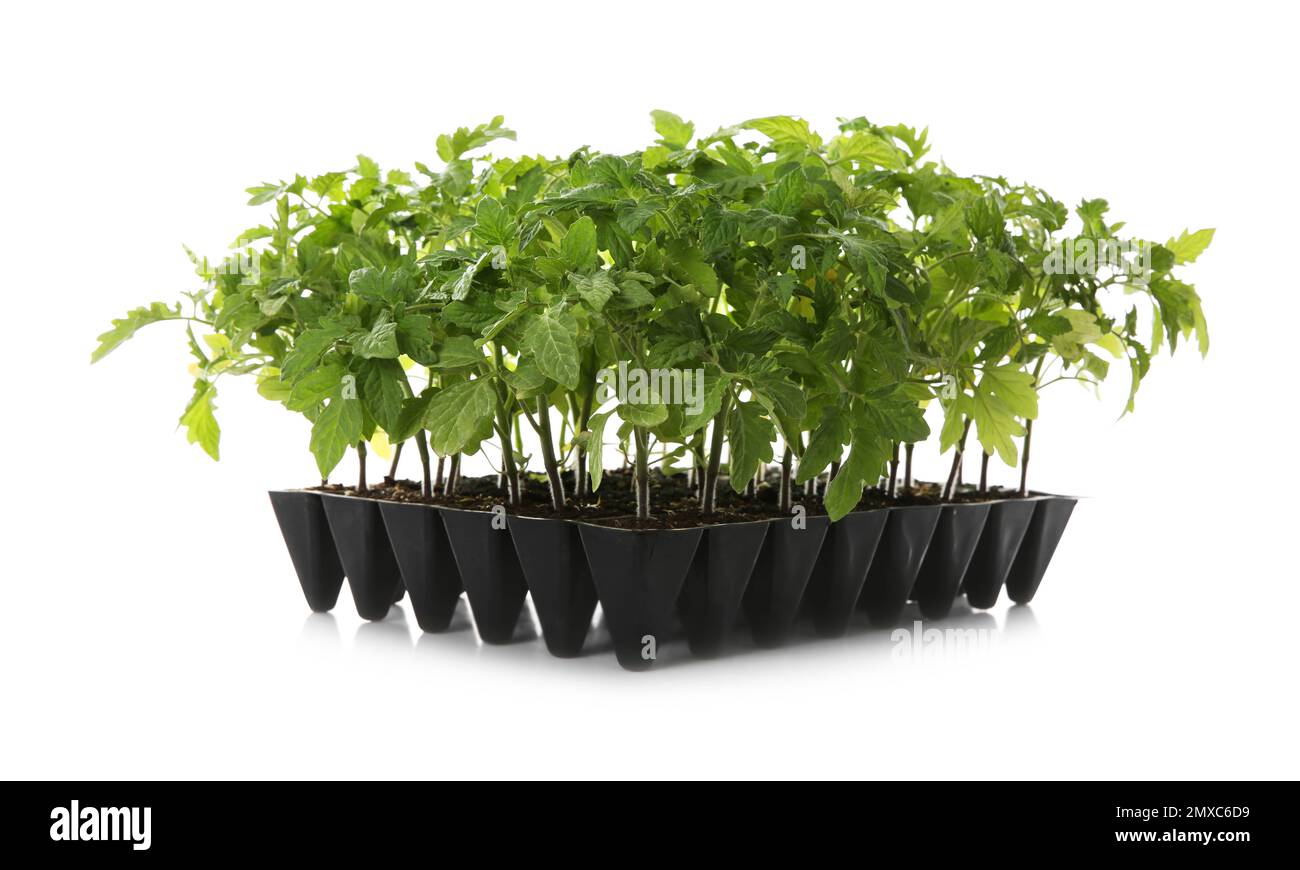 Green tomato plants in seedling tray isolated on white Stock Photo - Alamy
